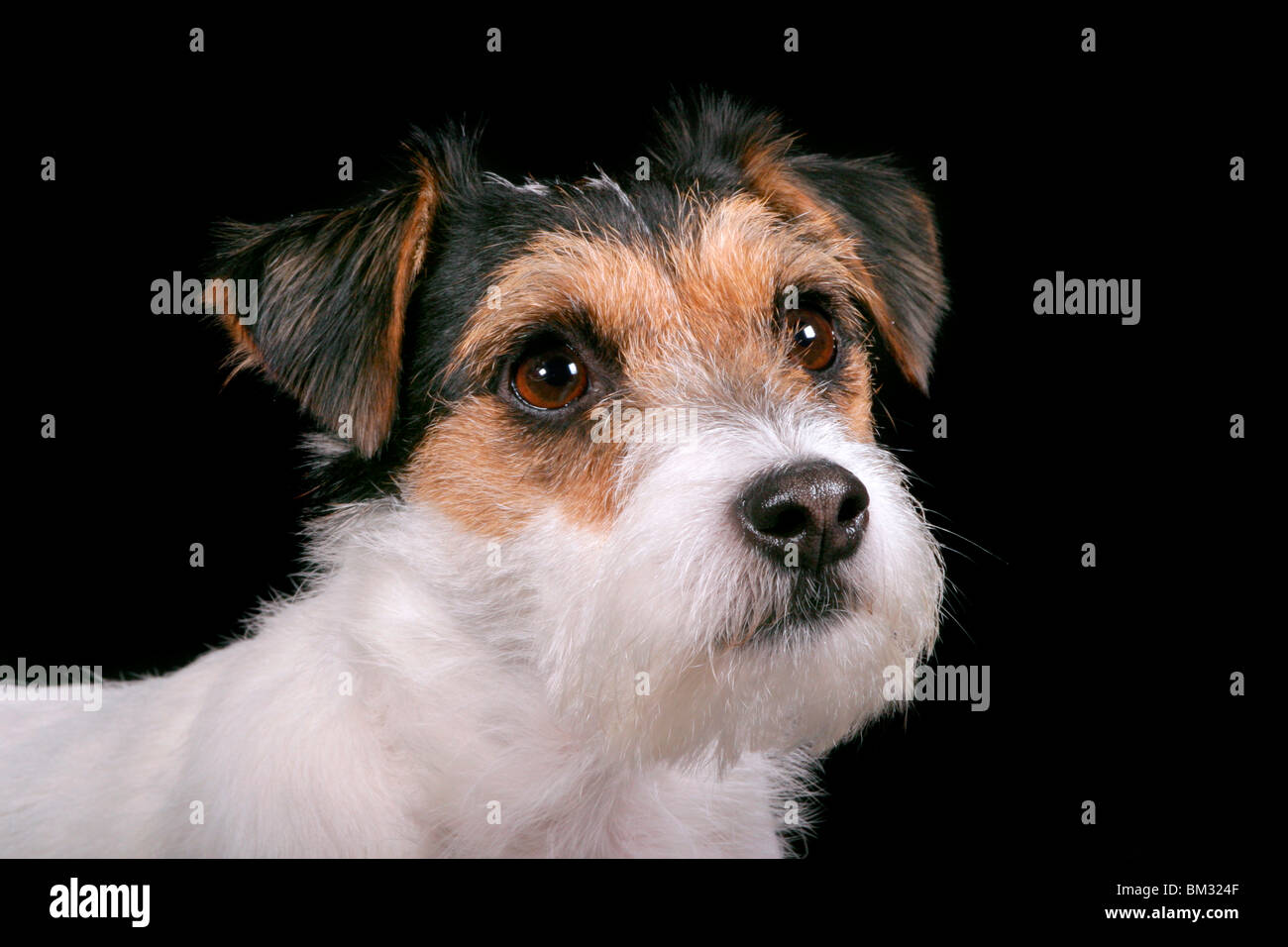 Parson Russell Terrier Portrait Stock Photo - Alamy
