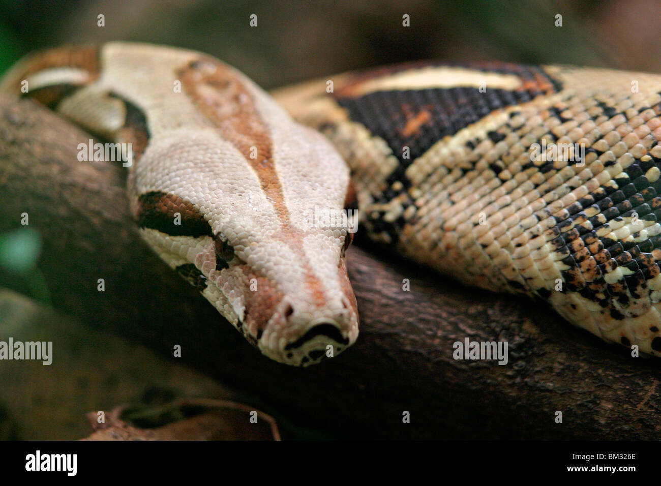 Riesenschlangen hi-res stock photography and images - Alamy