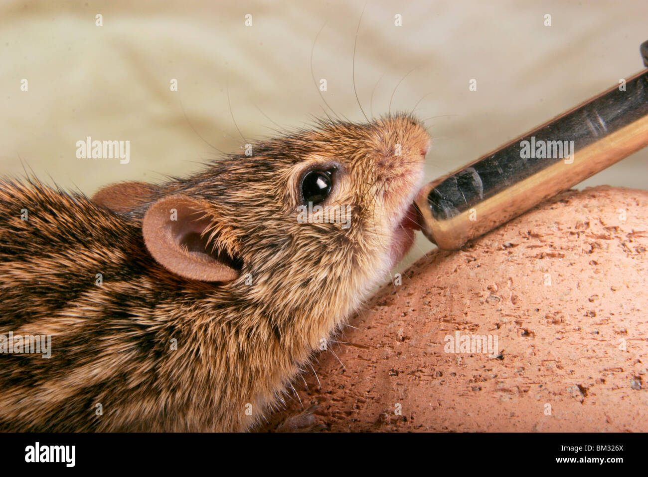 Streifen grasmause hi-res stock photography and images - Alamy