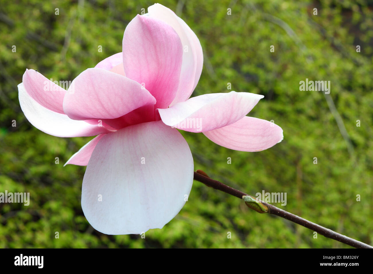 Pink magnolia flower close up Magnolia soulangiana Stock Photo - Alamy