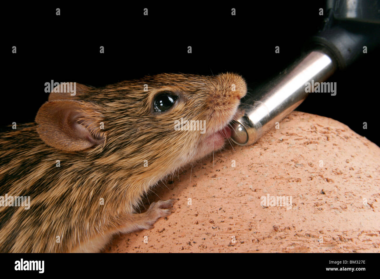 Grasmaus hi-res stock photography and images - Alamy