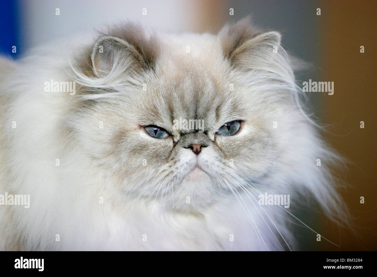 Perserkatze / Persian Cat Portrait Stock Photo - Alamy