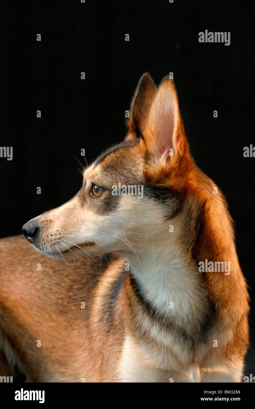 Mischling hi-res stock photography and images - Alamy