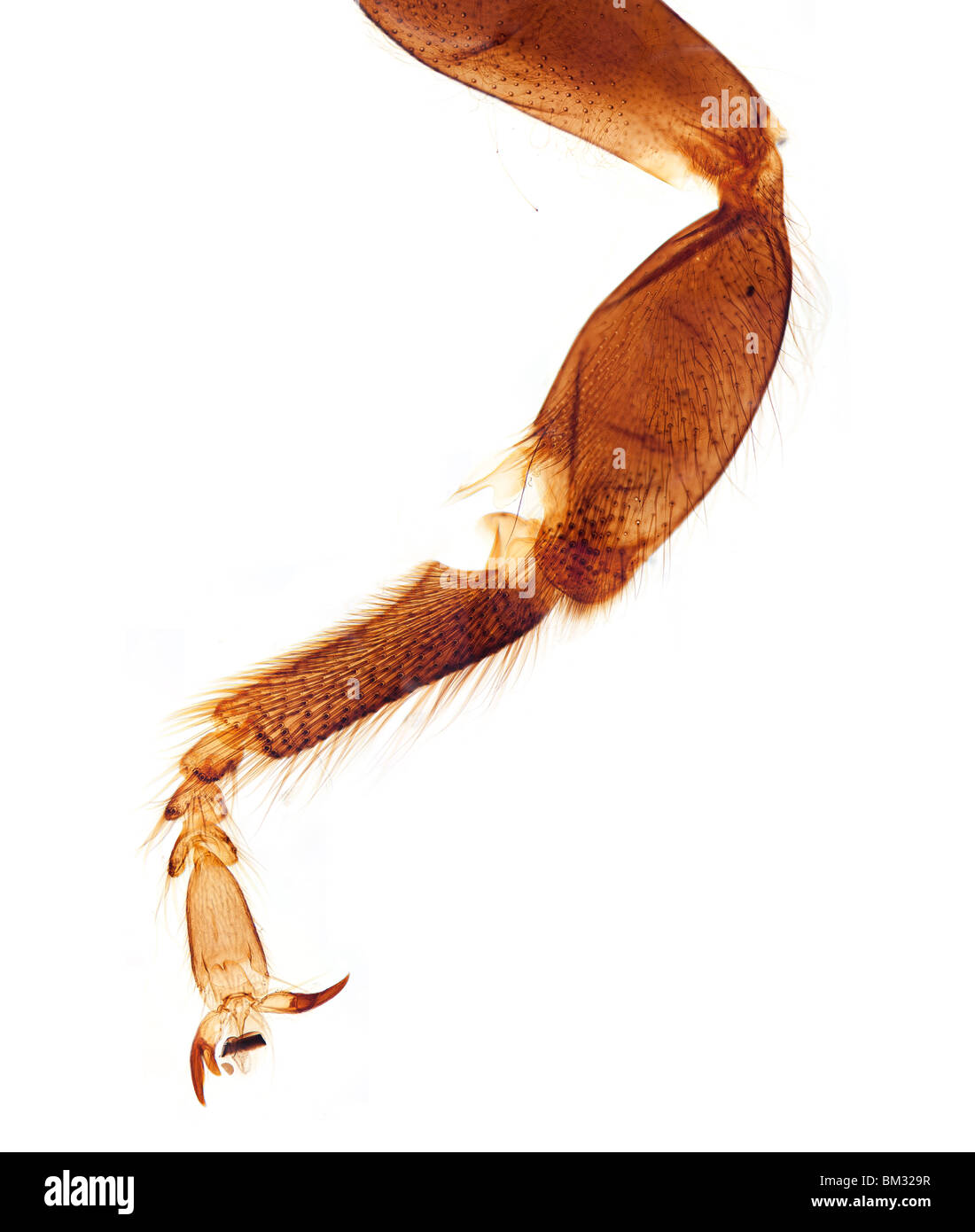 Bee Under Microscope