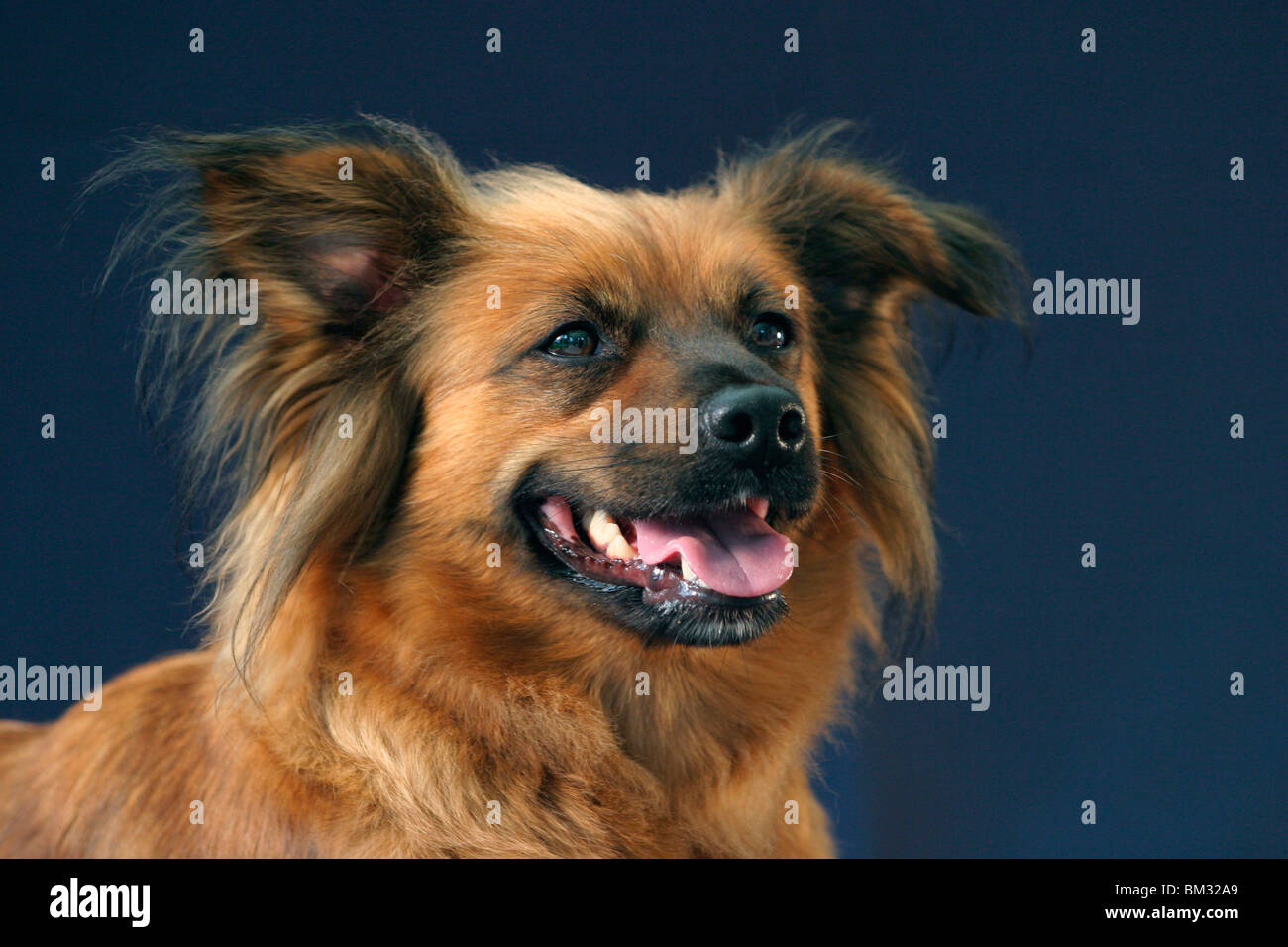 Mischling / Mongrel Portrait Stock Photo - Alamy