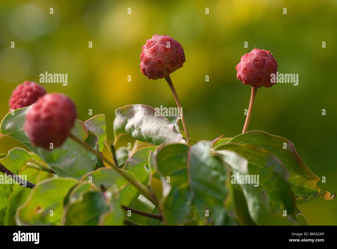 Cornus kousa fruit bodies Stock Photo - Alamy