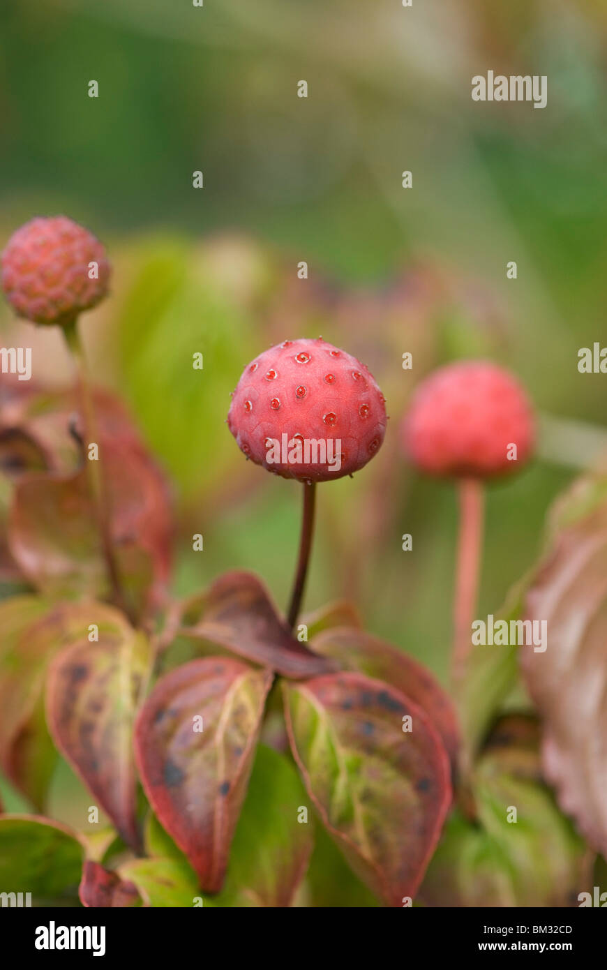 Cornus kousa fruit hi-res stock photography and images - Alamy