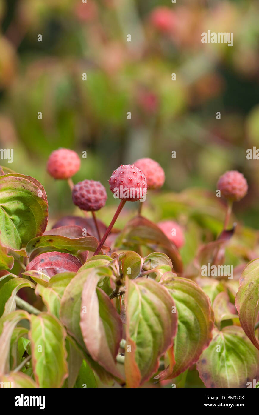 Cornus kousa fruit bodies Stock Photo - Alamy