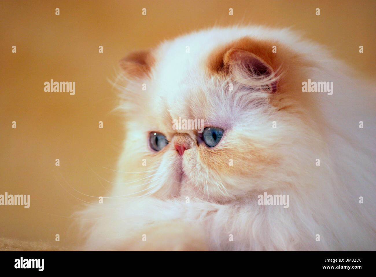 Perserkatze / Persian Cat Portrait Stock Photo - Alamy