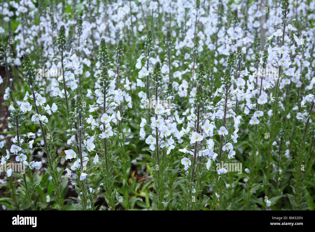 Speedwell bluish spring flowers Veronica gentianoides Stock Photo - Alamy