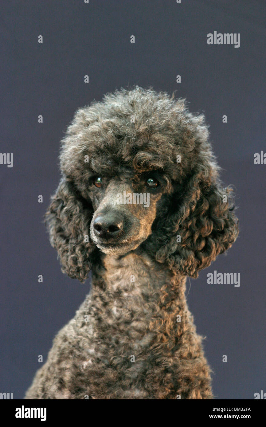 Pudel / Poodle Portrait Stock Photo - Alamy