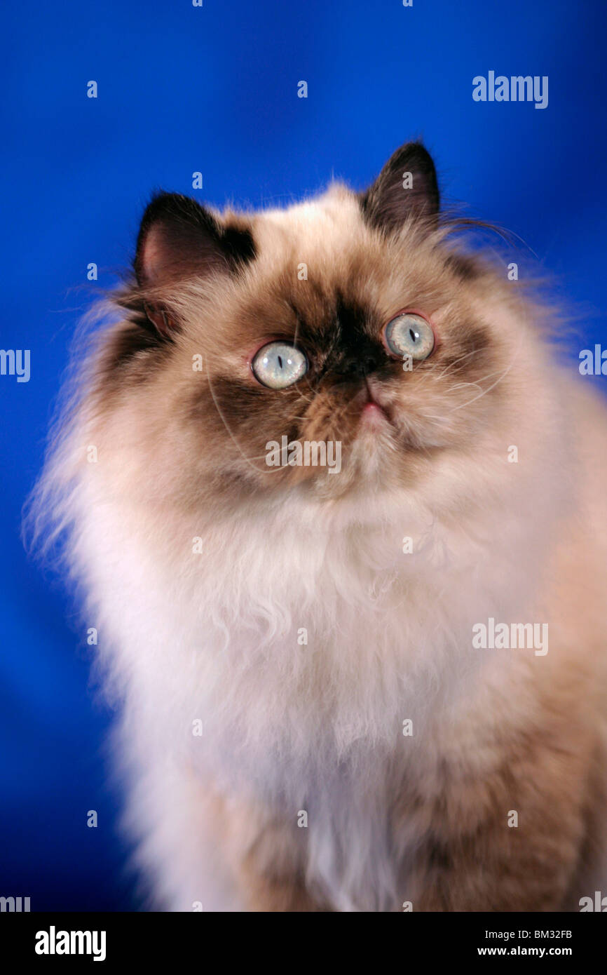 Perserkatze / Persian Cat Portrait Stock Photo - Alamy