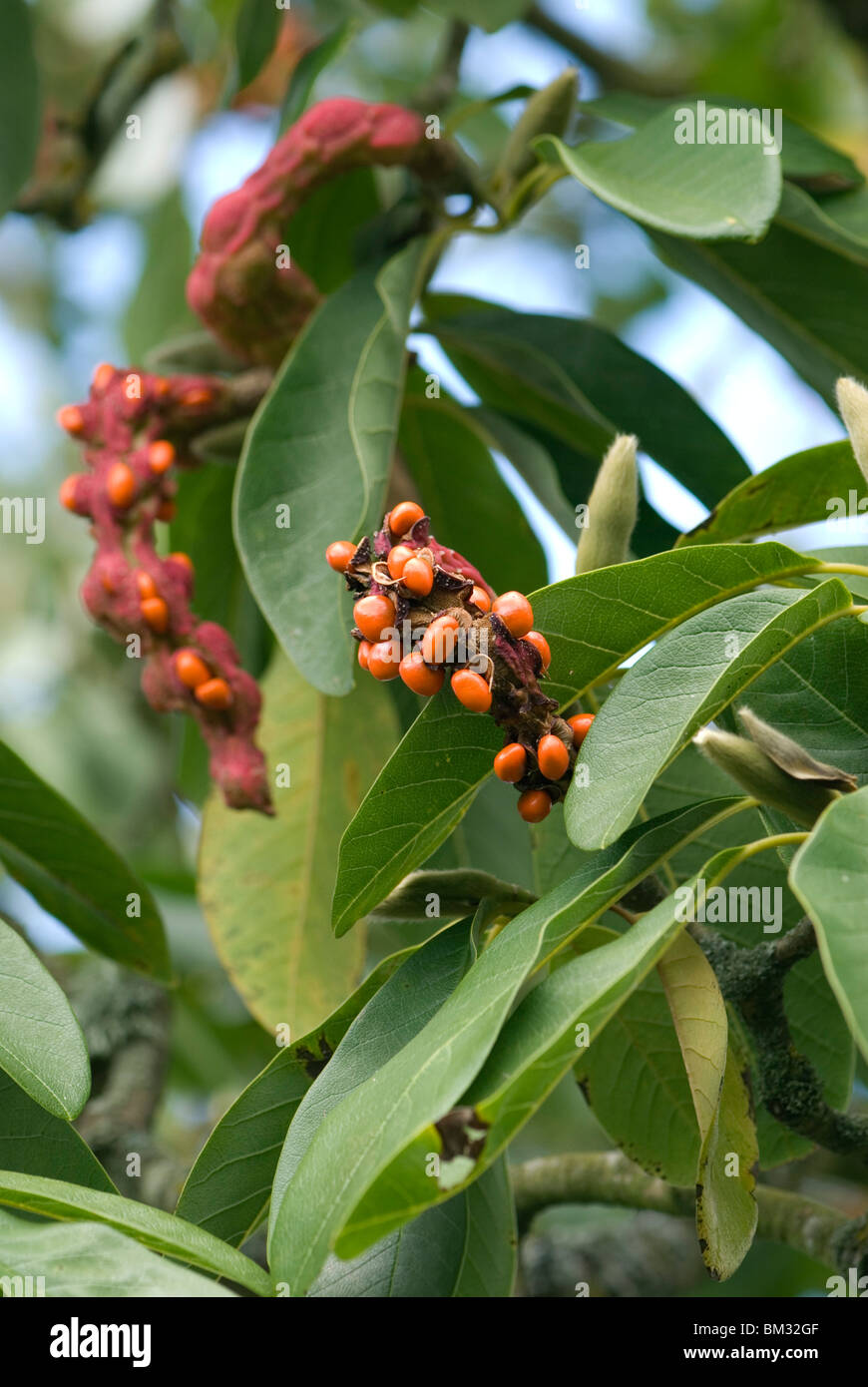 Magnolia seeds hi-res stock photography and images - Alamy
