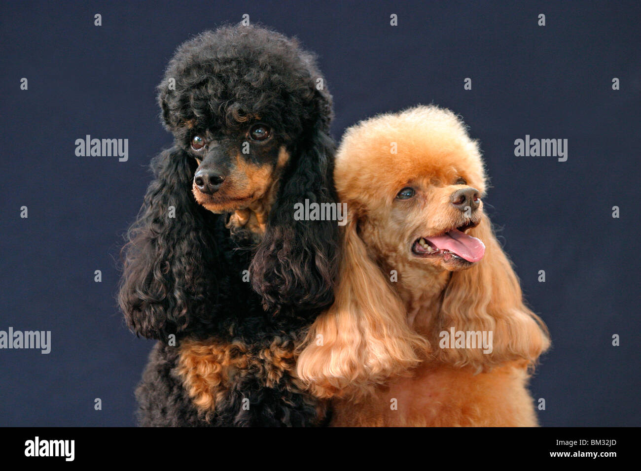 Pudel / Poodle Portraits Stock Photo - Alamy