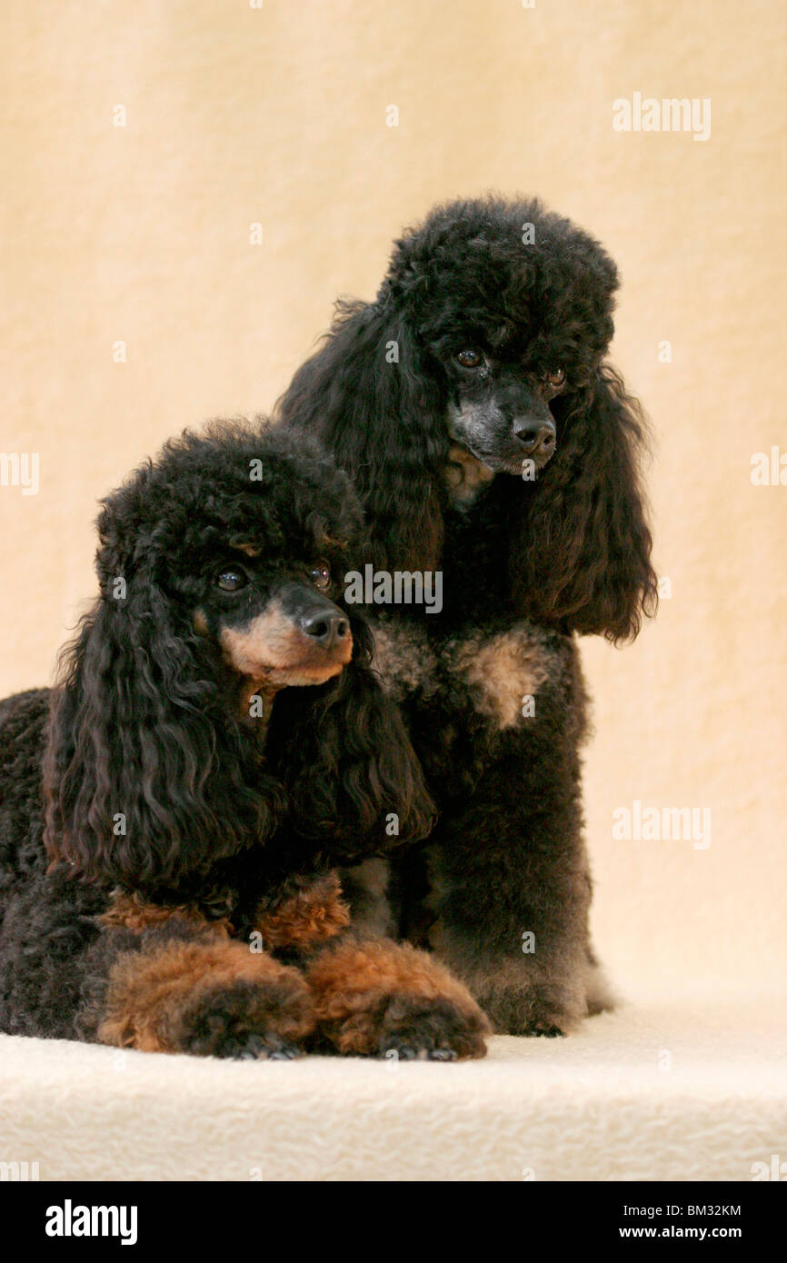 Pudel / Poodles Stock Photo - Alamy