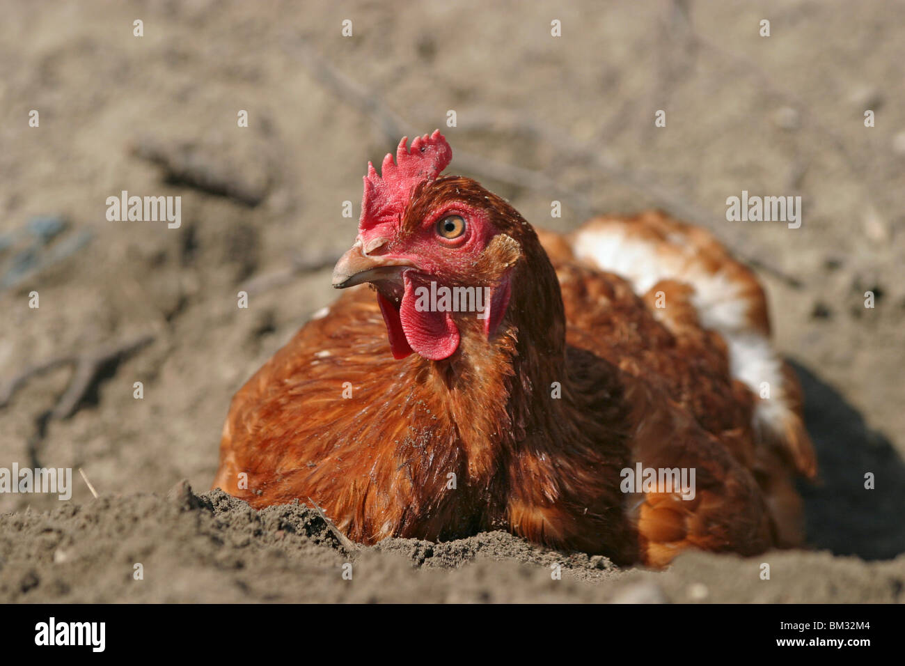 Huhn hi-res stock photography and images - Alamy