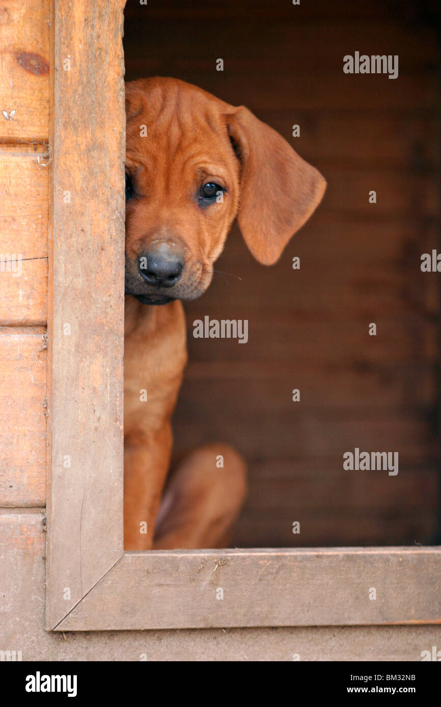 Rhodesian Ridgeback Welpe / Puppy Stock Photo - Alamy