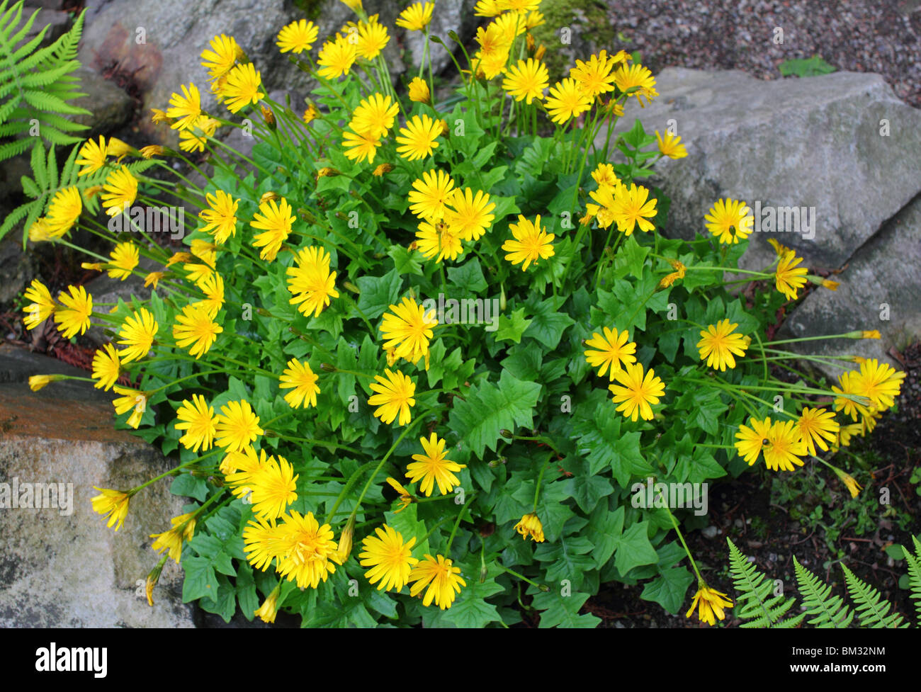 Gosmore hi-res stock photography and images - Alamy