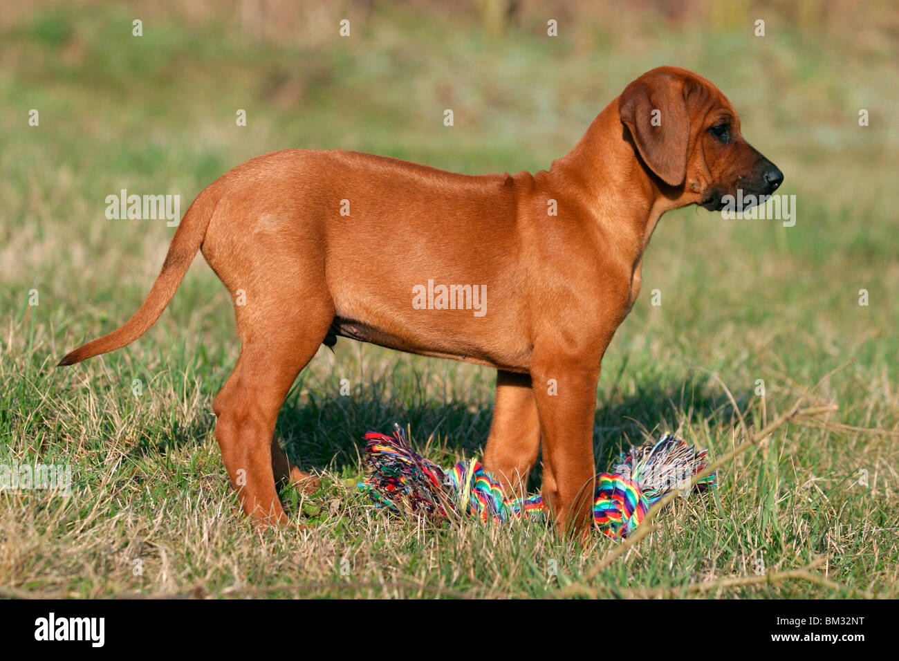 Rhodesian Ridgeback Welpe / Puppy Stock Photo - Alamy