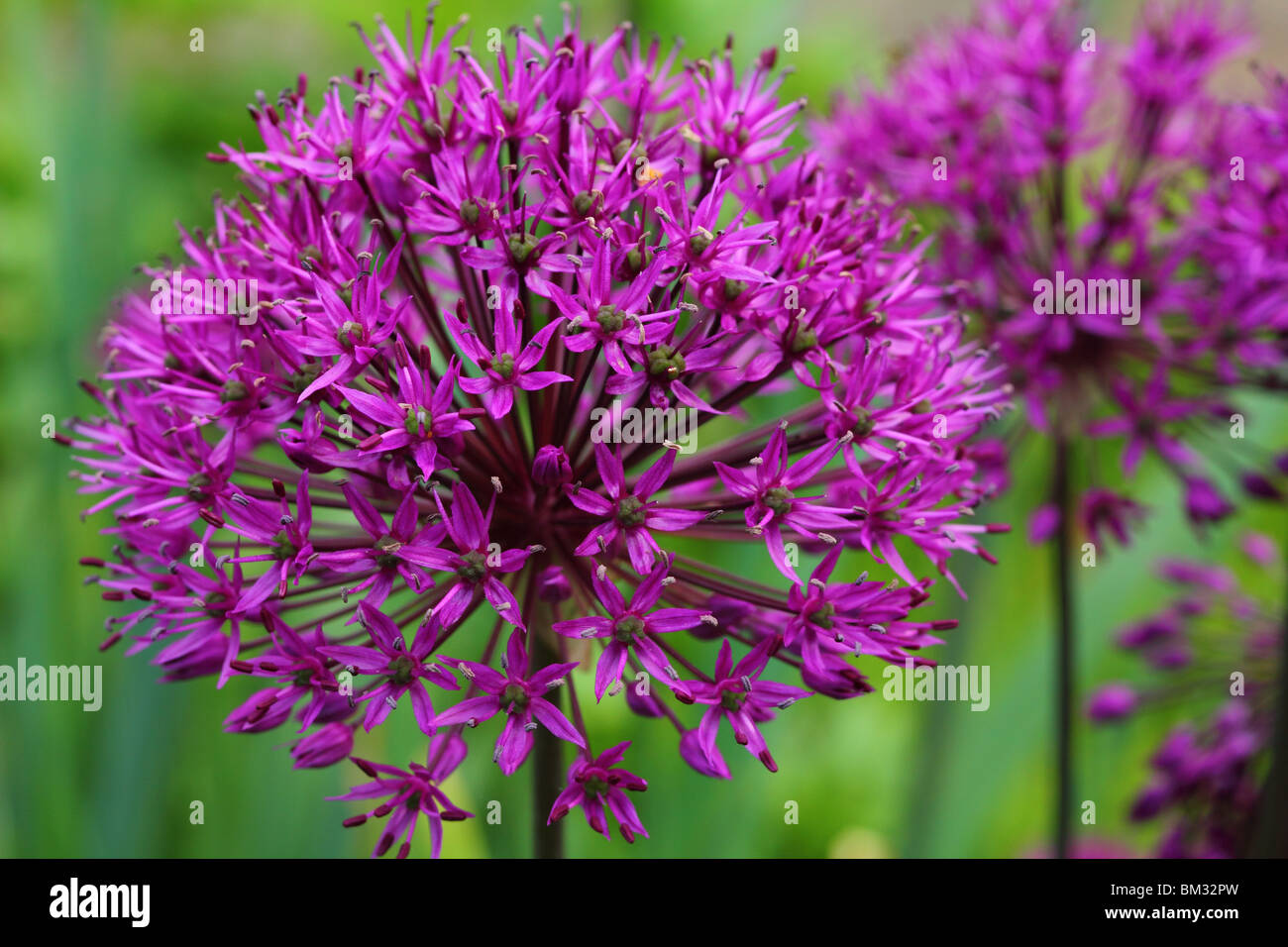 Allium cyaneum hi-res stock photography and images - Alamy