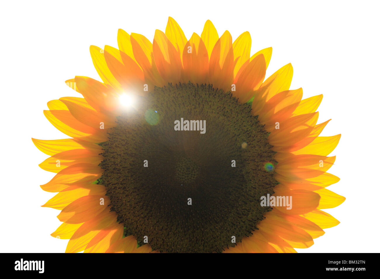 Computer Generated Flower High Resolution Stock Photography and Images ...