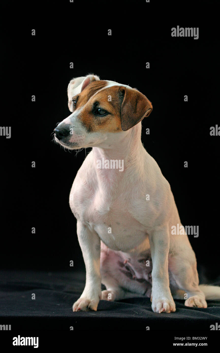 Parson Russell Terrier Stock Photo - Alamy