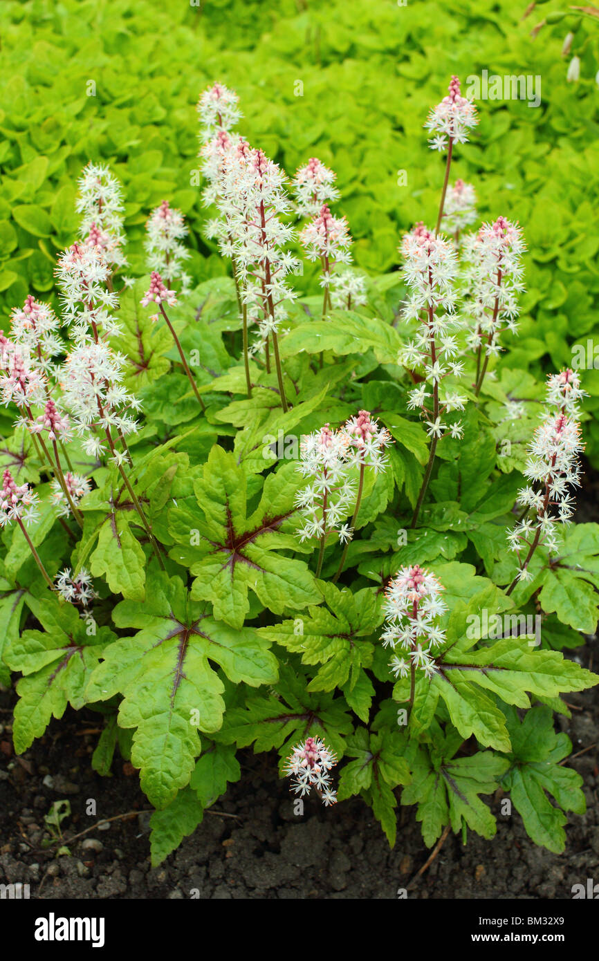 Tiarella hi-res stock photography and images - Alamy