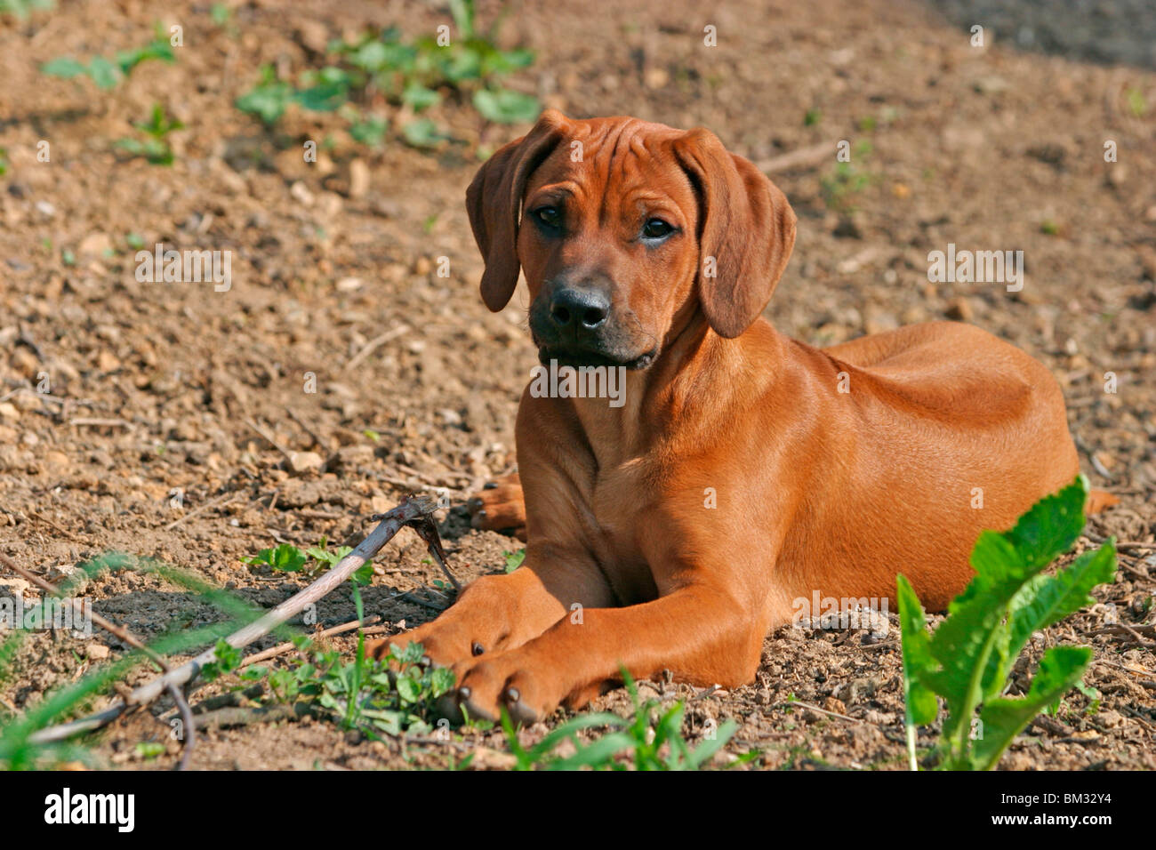 Rhodesian Ridgeback Welpe / Puppy Stock Photo - Alamy