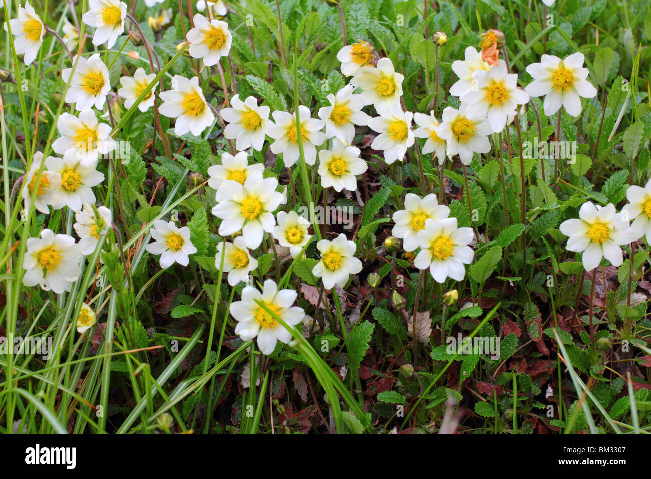 White dryas octopetala hi-res stock photography and images - Alamy
