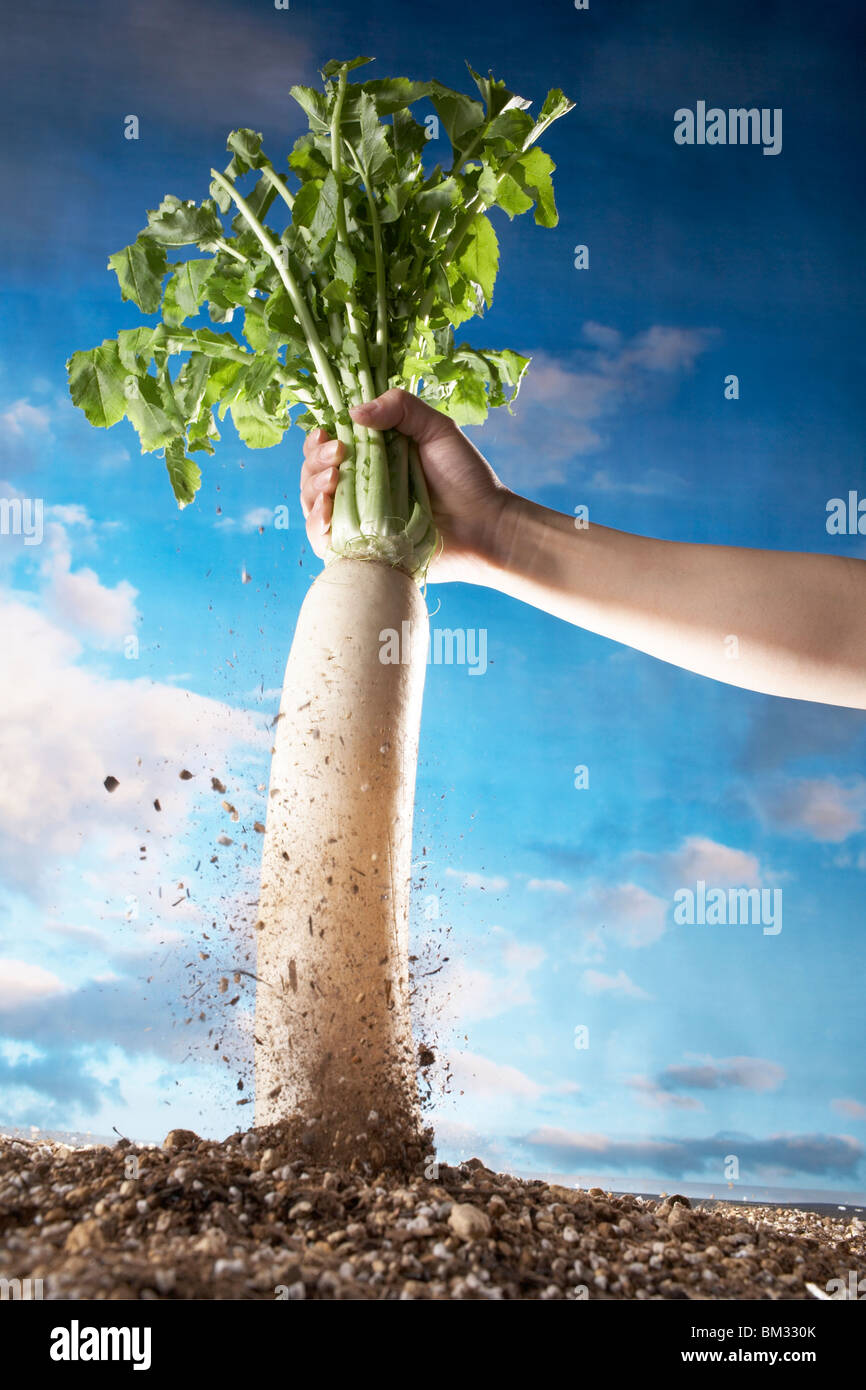 Hand pulling Daikon radish from dirt Stock Photo - Alamy