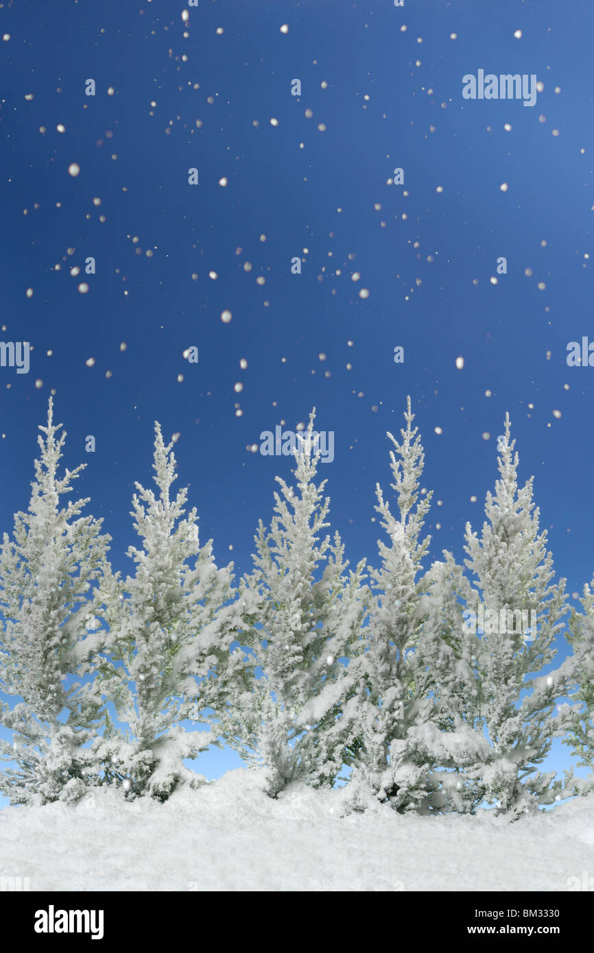 Snow Falling on Trees Stock Photo - Alamy