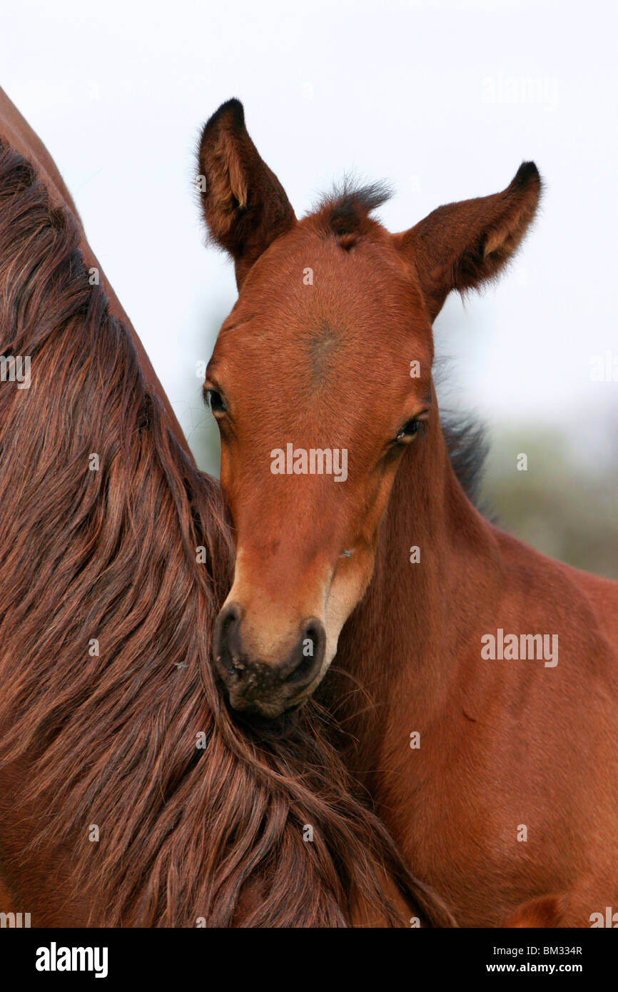 Fohlen Portrait / foal head Stock Photo - Alamy