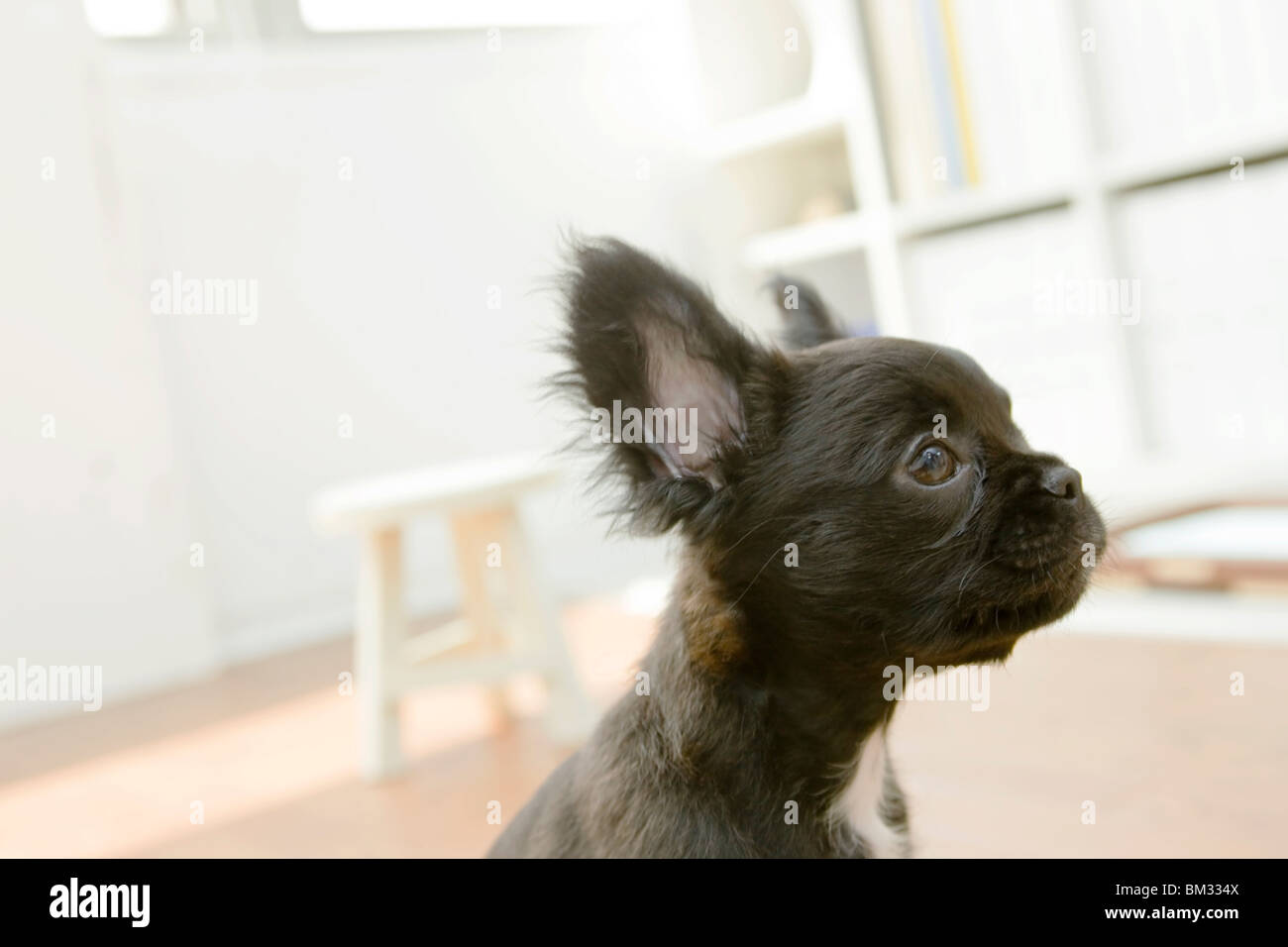 Pekingese and side view hi-res stock photography and images - Alamy