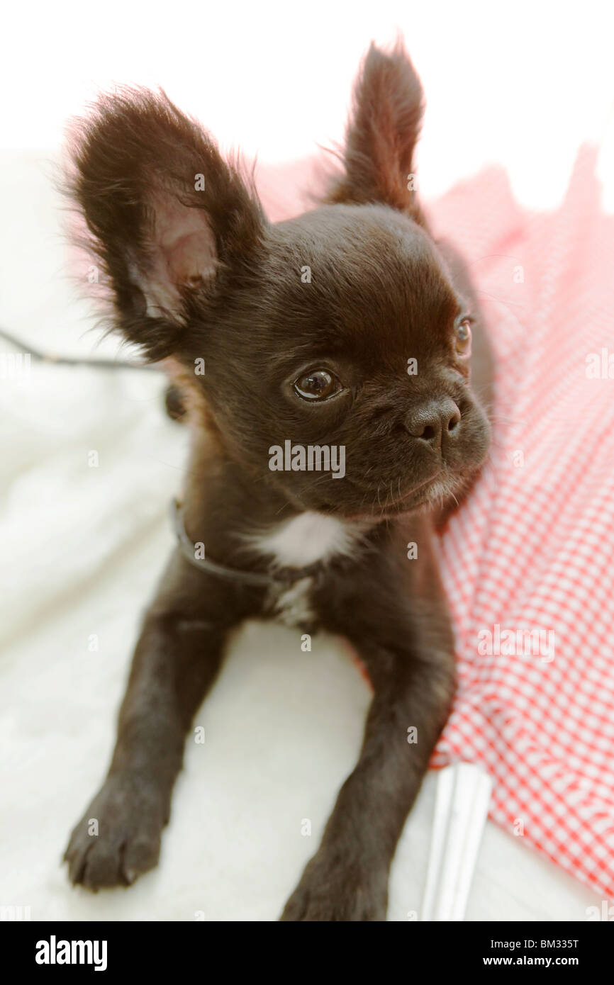 High breed dog hi-res stock photography and images - Alamy