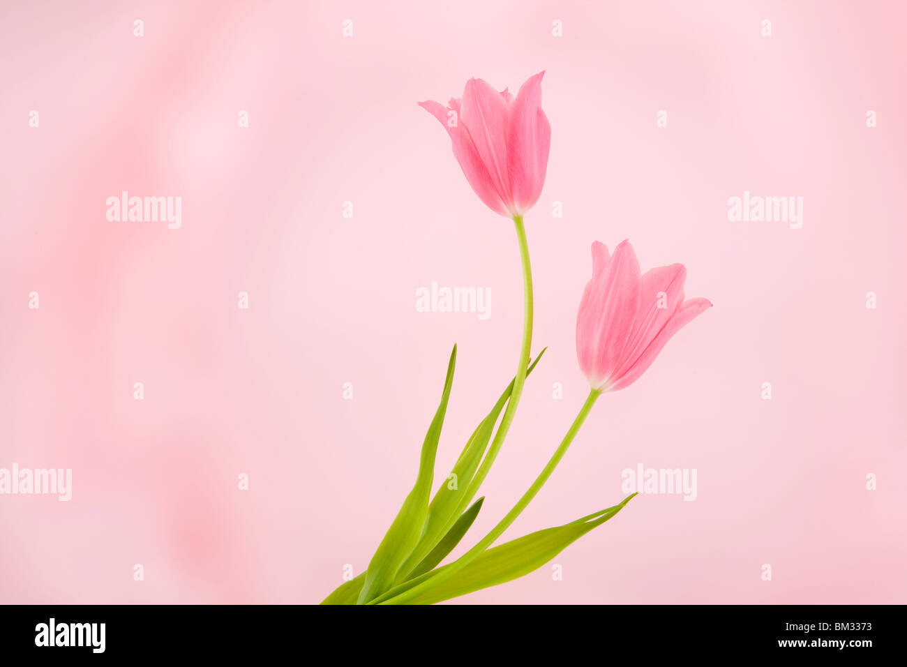 Two blooms tulips hi-res stock photography and images - Alamy