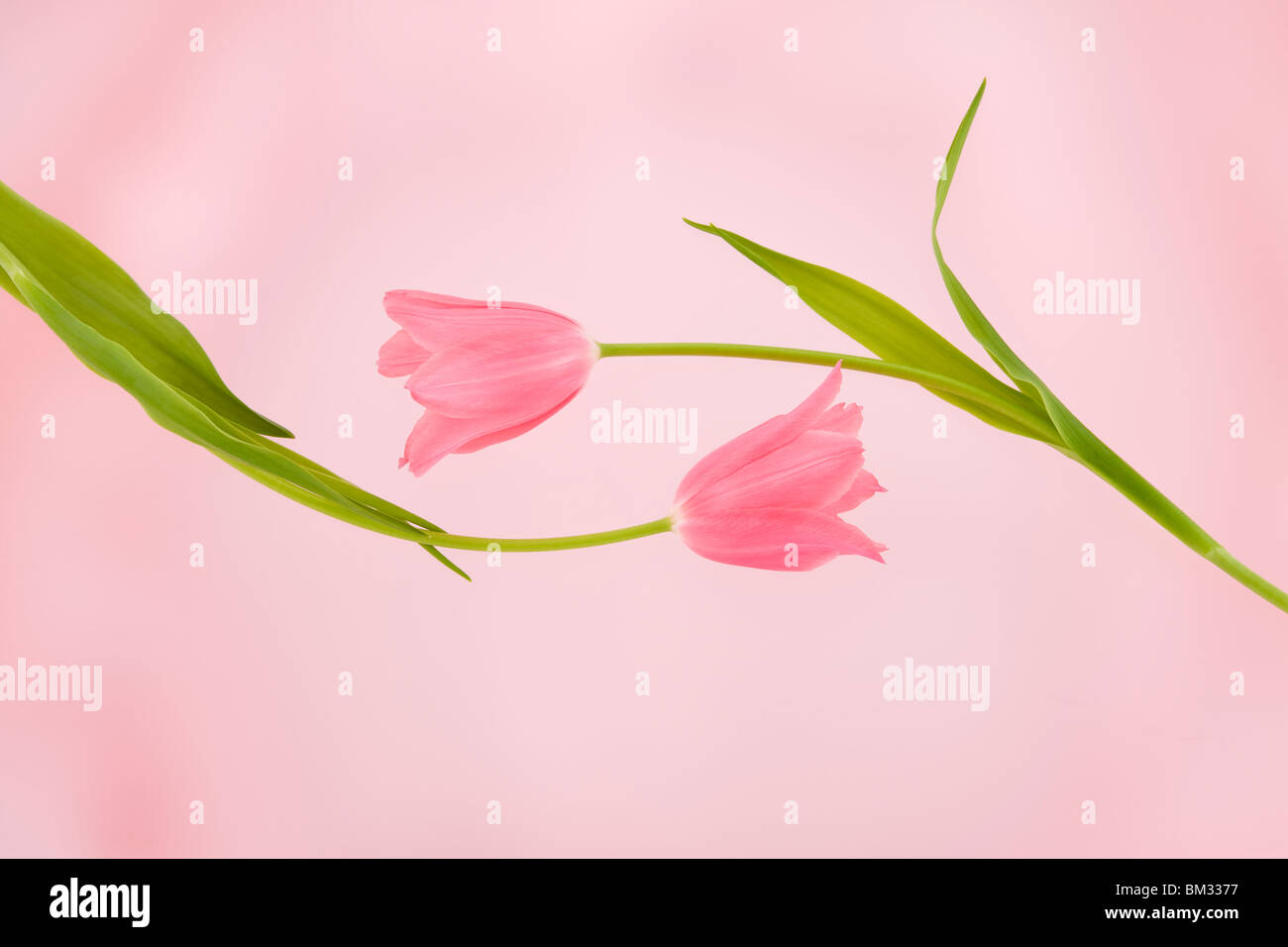 Two horizontal stems hi-res stock photography and images - Alamy