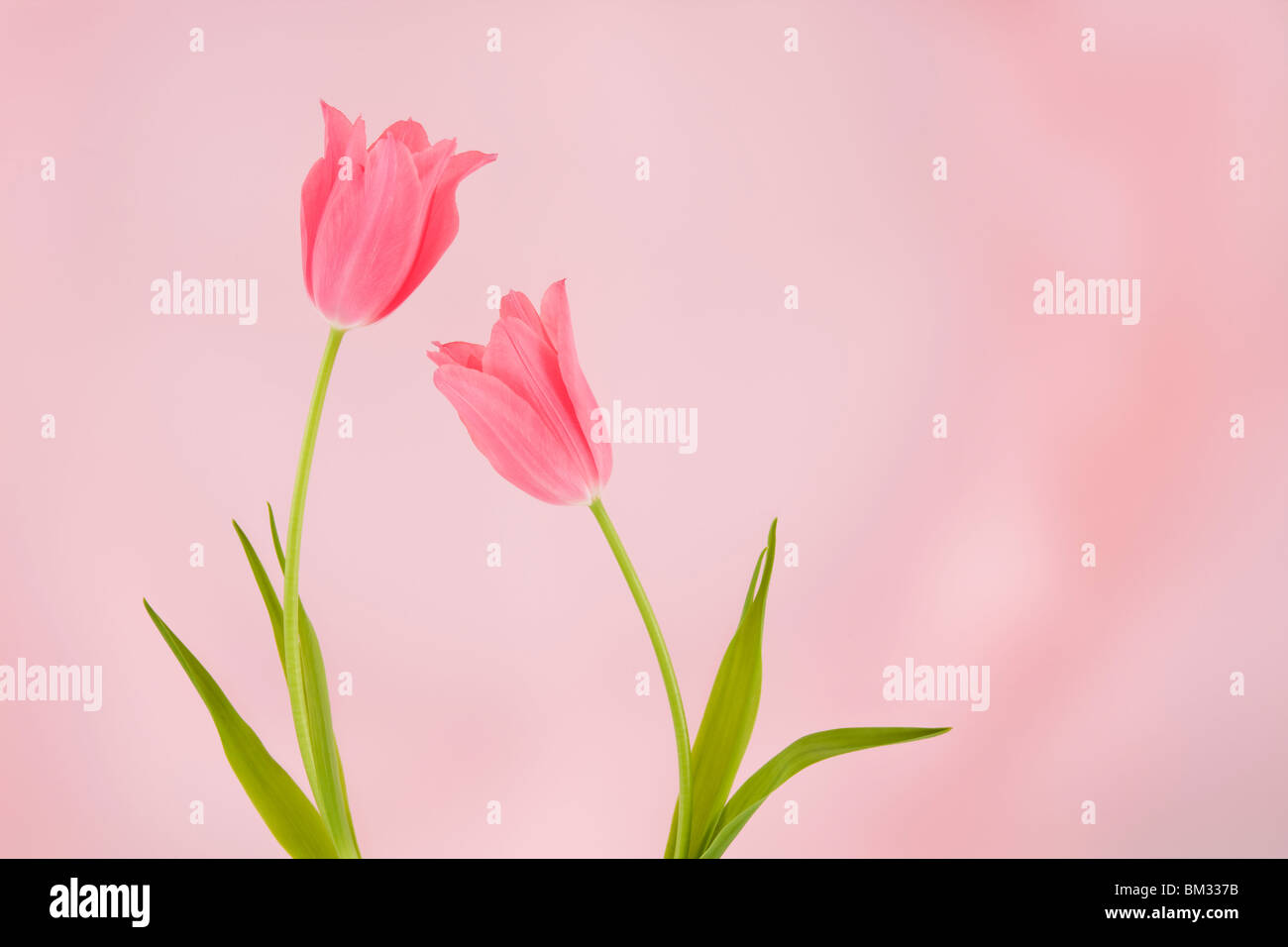 Two horizontal stems hi-res stock photography and images - Alamy