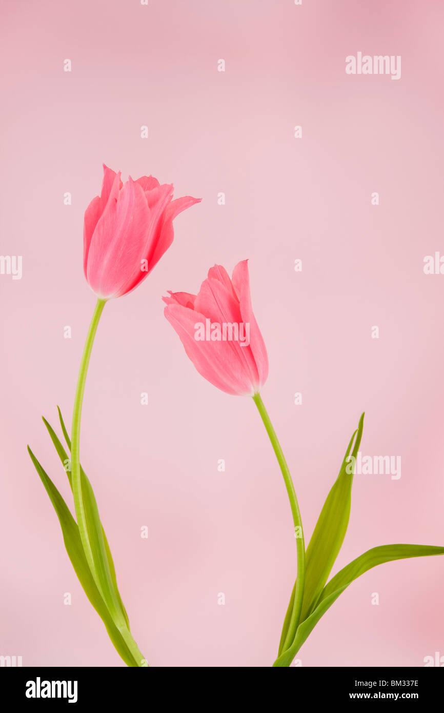 Two flowering stems hi-res stock photography and images - Alamy