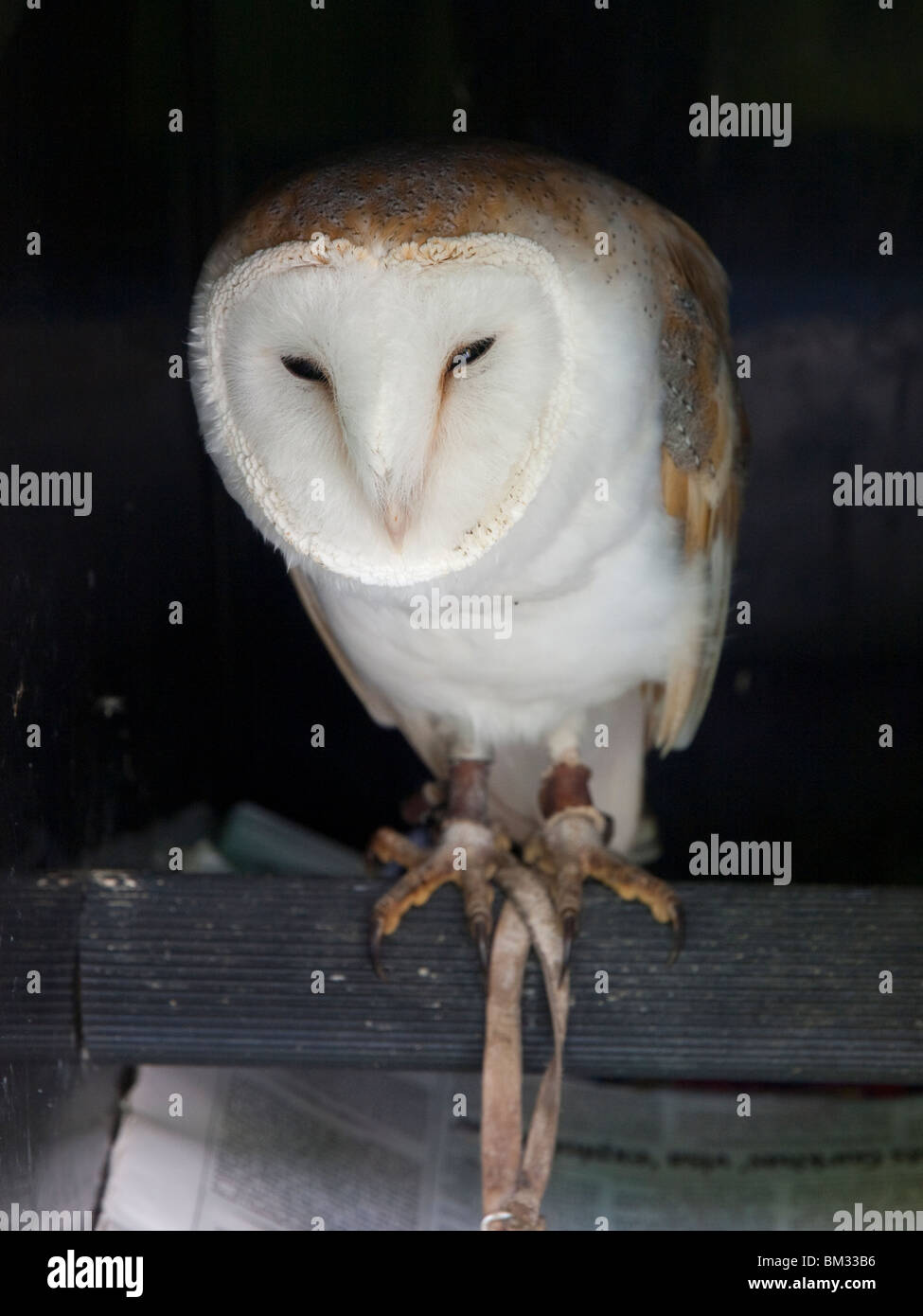 A barn owl (Tyto alba Stock Photo - Alamy