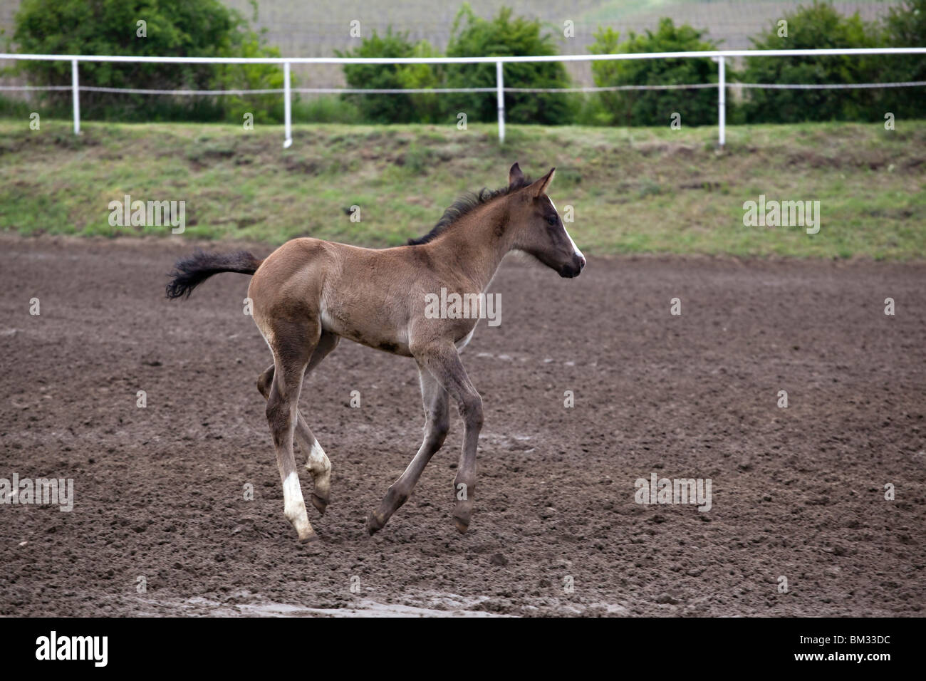Foal playing with the mother hi-res stock photography and images - Alamy