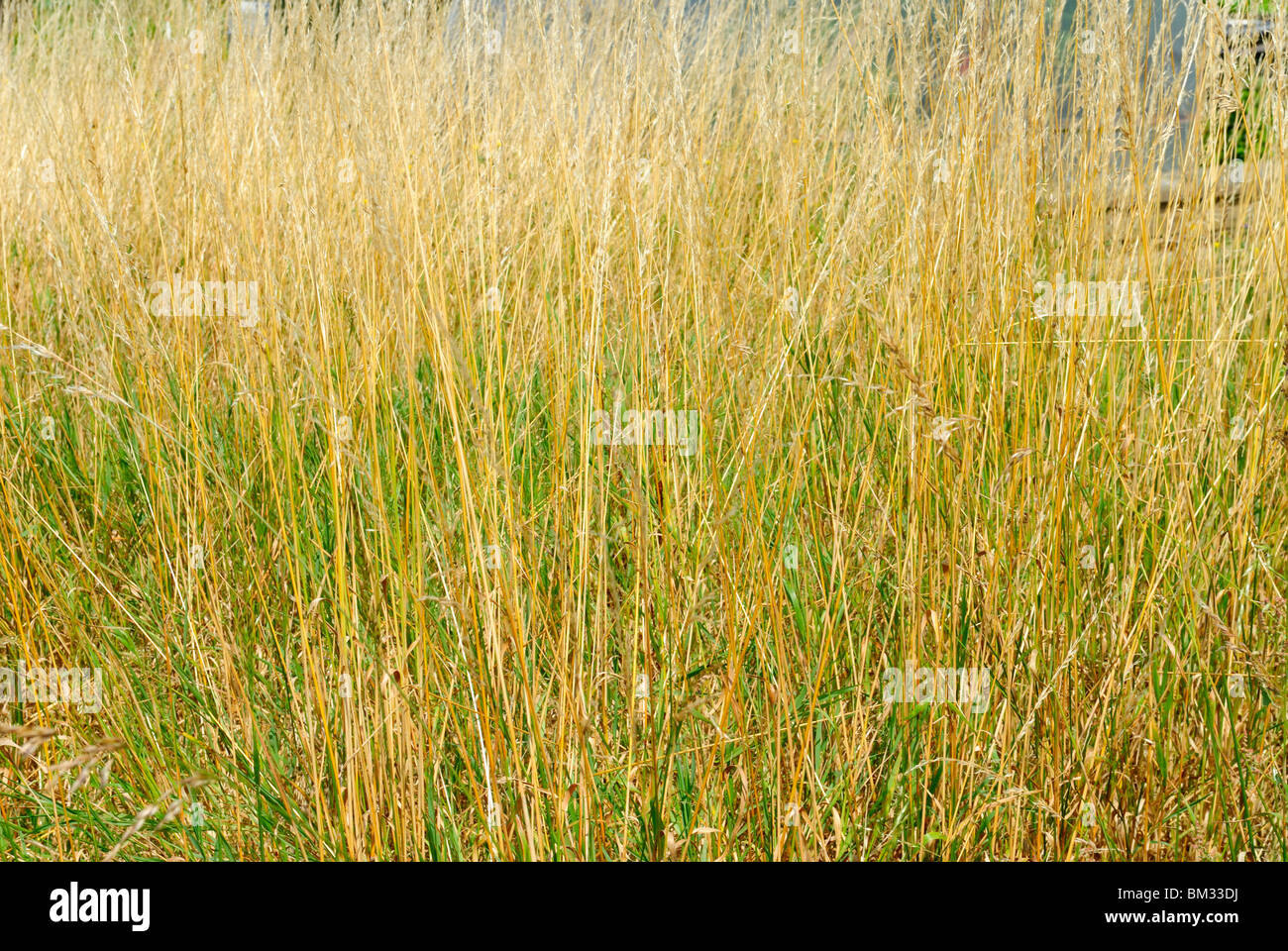Long golden grass hi-res stock photography and images - Alamy