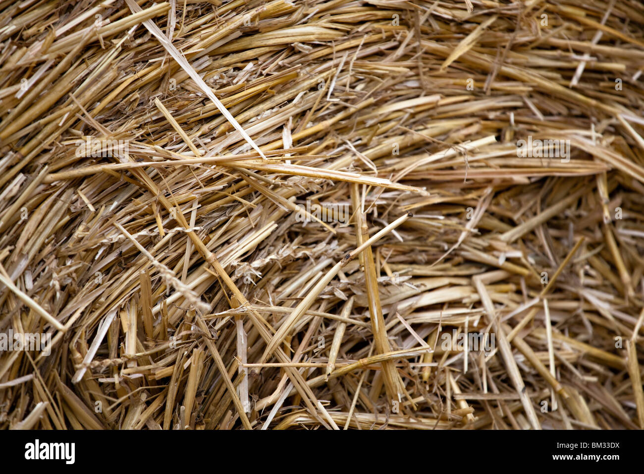 Straw background, abstract texture with wheat Stock Photo - Alamy