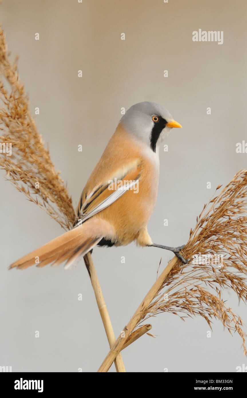 Bearded Tit, Bearded Reedling (Panurus biarmicus). Male in reedbed ...