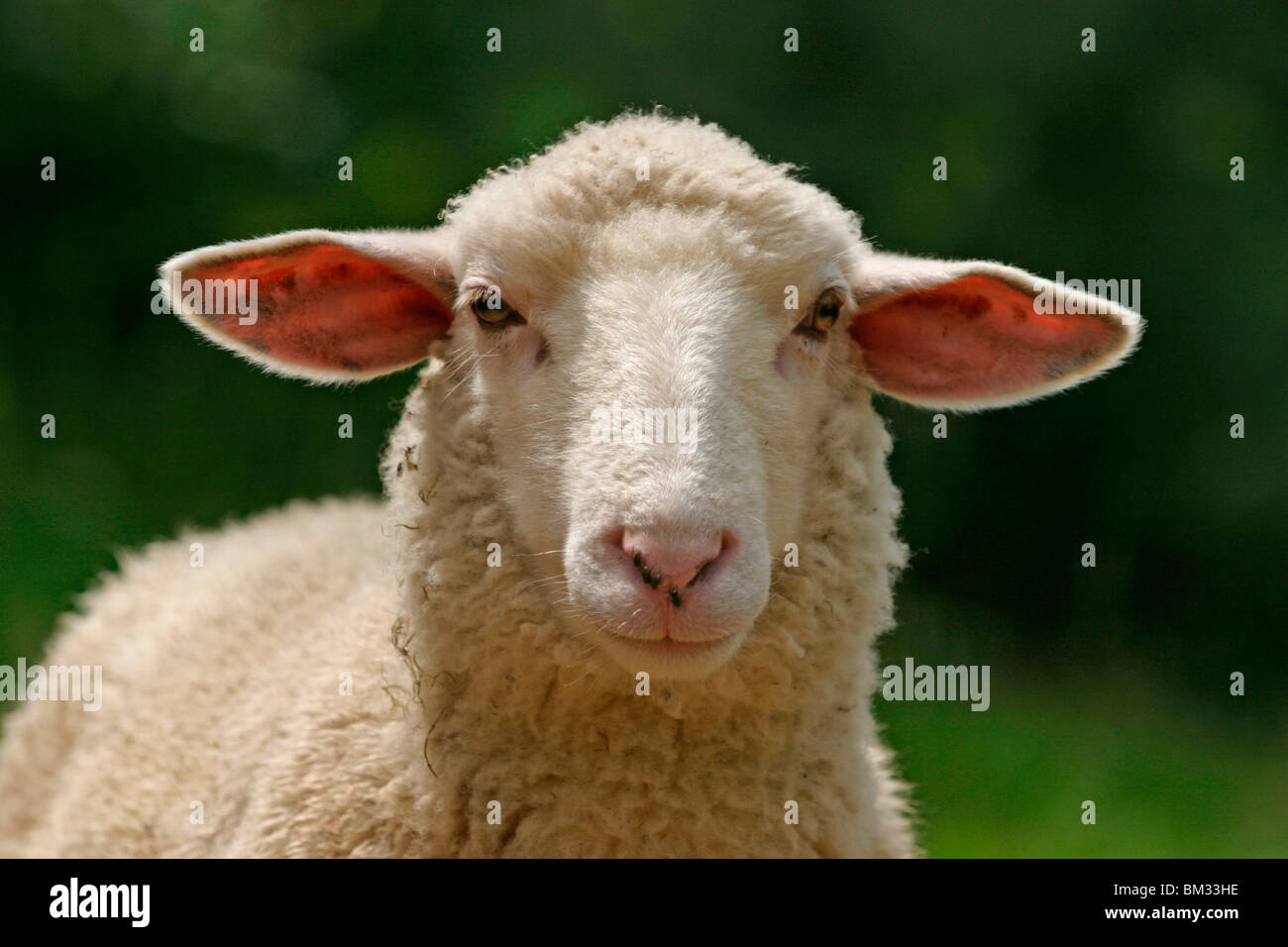 Schafe Bauernhof Stock Photos & Schafe Bauernhof Stock Images - Alamy