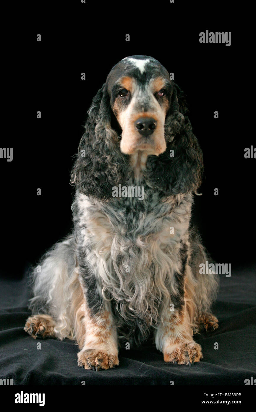 sitzender / sitting Cocker Spaniel Stock Photo - Alamy