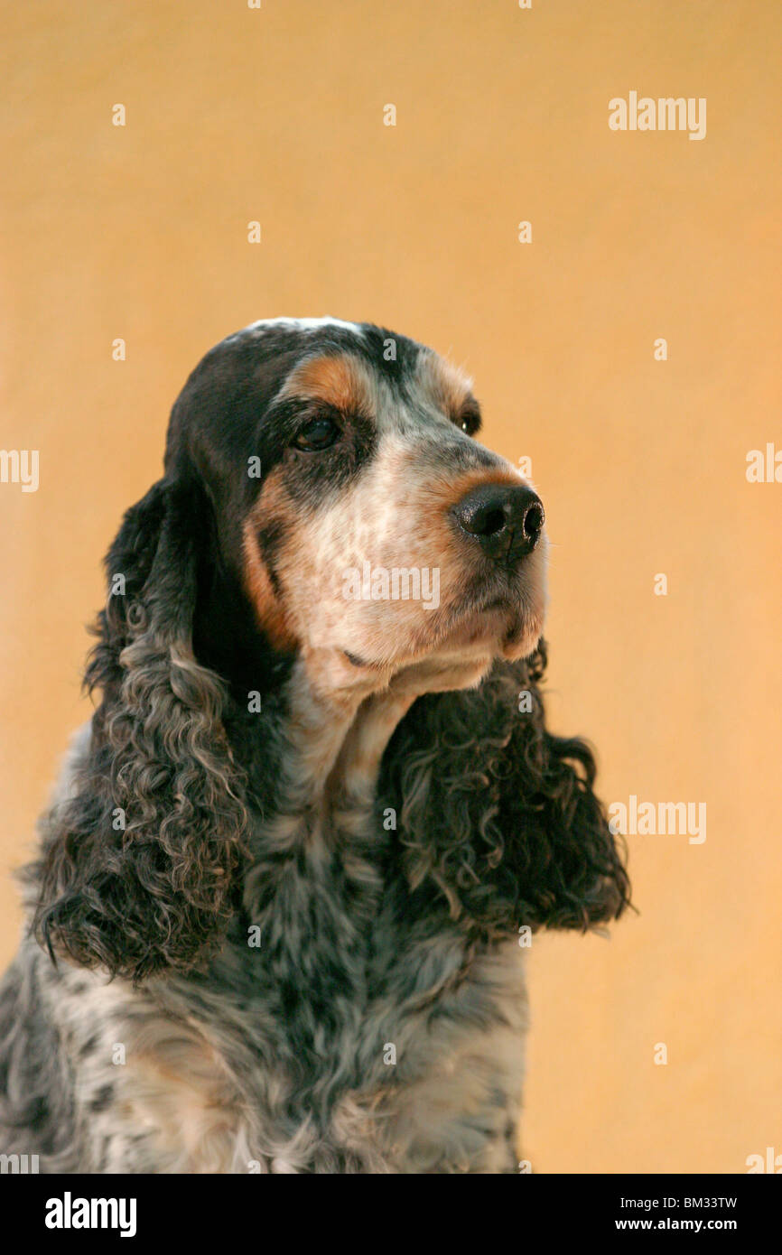Cocker Spaniel Portrait Stock Photo - Alamy