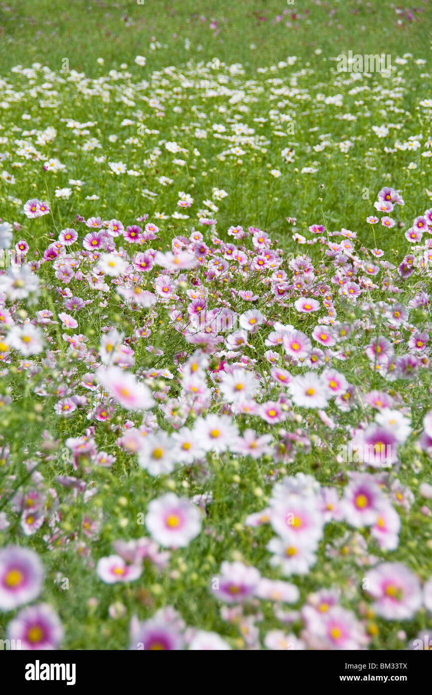 Cosmos flower field hi-res stock photography and images - Alamy