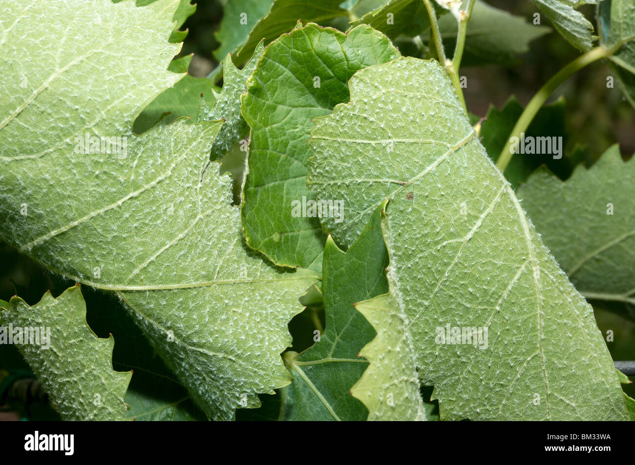 Downy mildew disease hi-res stock photography and images - Alamy
