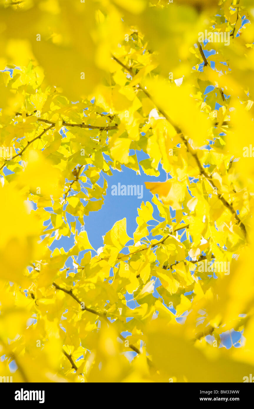 Ginkgoes hi-res stock photography and images - Alamy