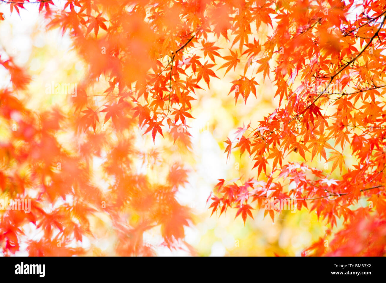 Red Maple Tree Leaves Stock Photo - Alamy